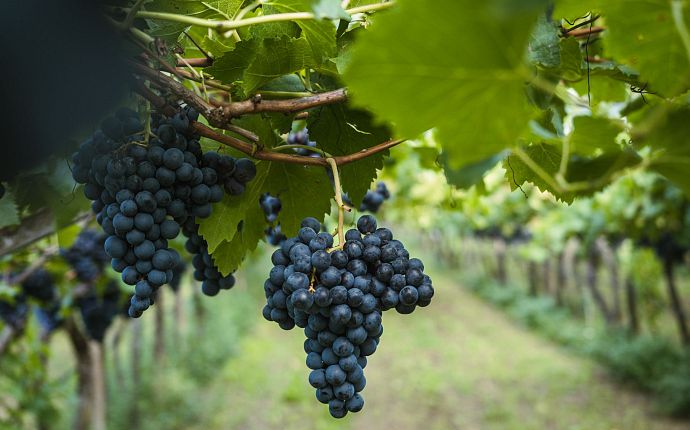 Traditional grape vine training method: the pergola